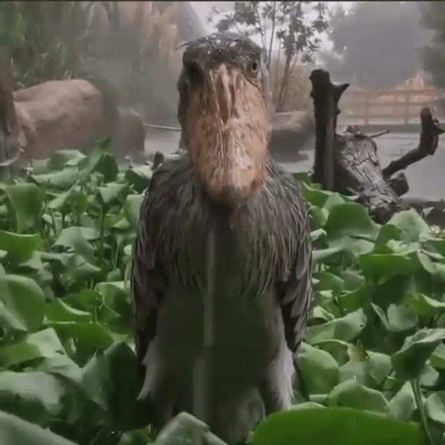 this bird is a wanted felon #funny #memes #goofyahh #meme - YouTube