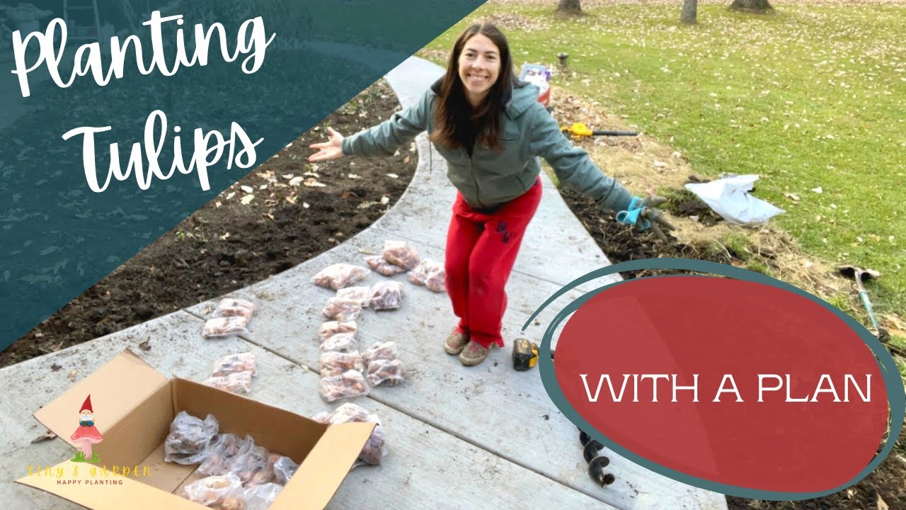 How to Plant Tulips WITH A PLAN! - YouTube