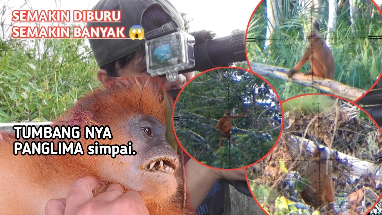 The Fall Of The Monkey Commander / Berburu Hama Kera .‼️ #pestcontrol - YouTube