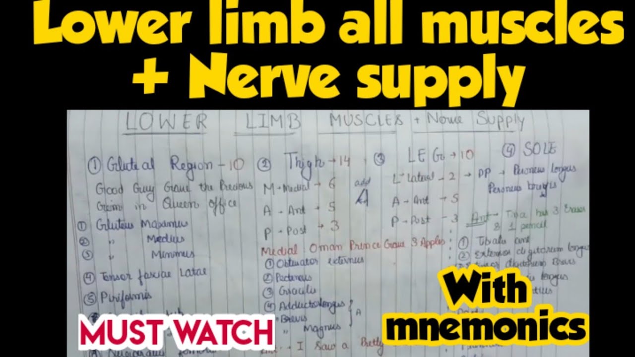 Lower limb all muscles+ nerve supply with mnemonic in flowchart form ...