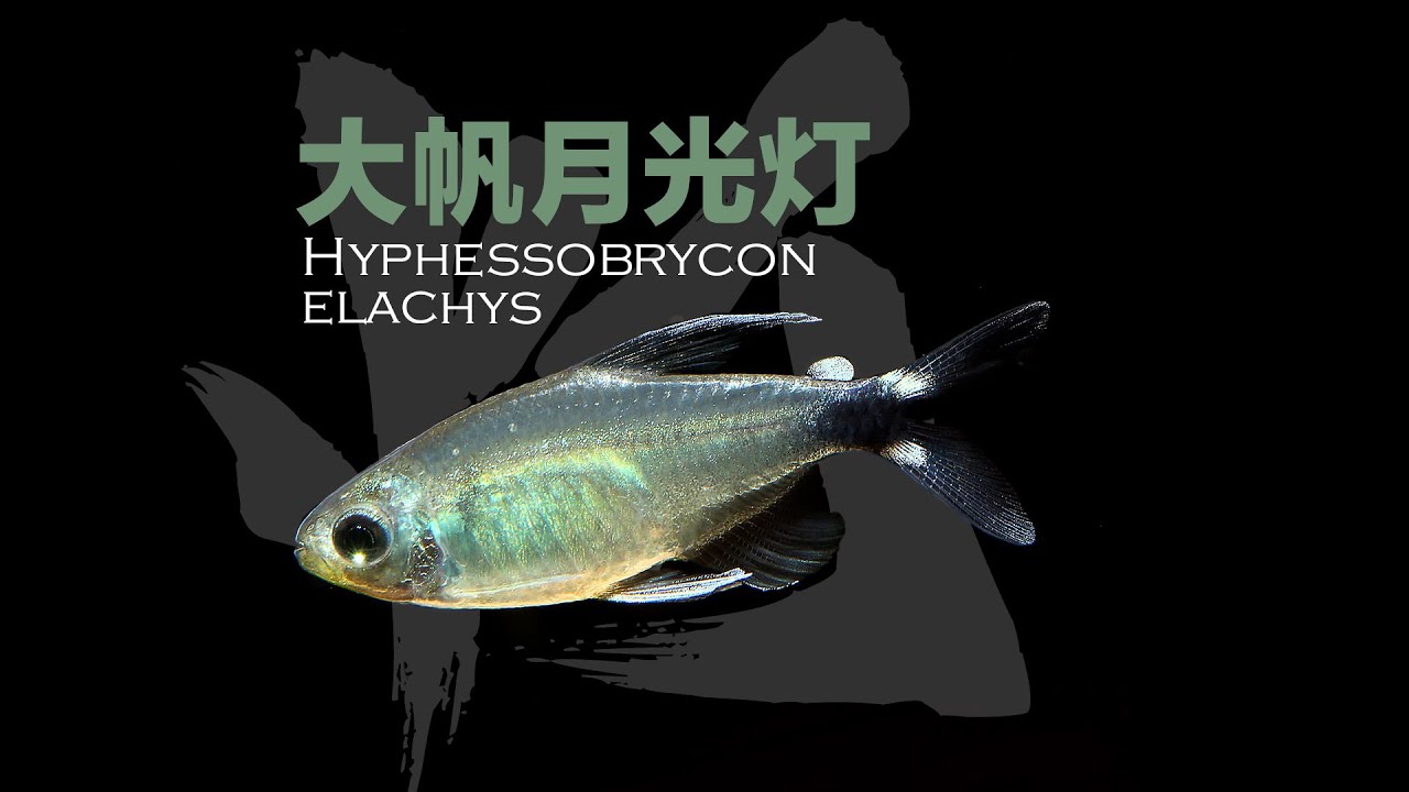 大帆月光燈魚，Reed Tetra，Hyphessobrycon elachys - YouTube