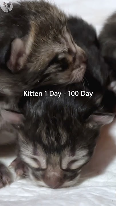 Timelapse Kitten Day 1 - Day 100 Cute😍😍 #kucing #kucinglucu #kitten #suaraanakkucing - YouTube