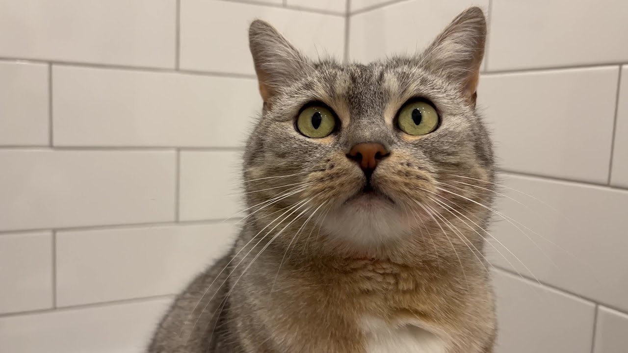 "How I trained my human" - YouTube