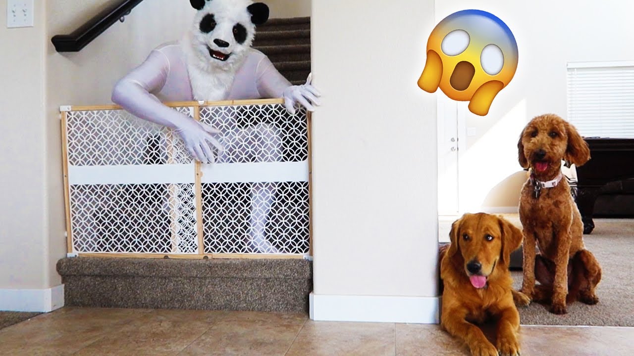 Dogs React To Scary Panda Mask! - YouTube