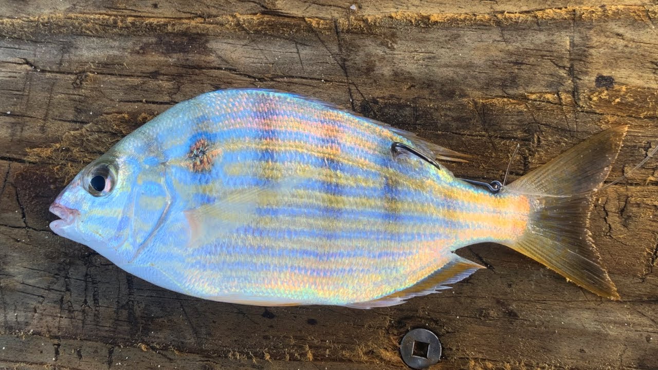 This Tactic Catches Keepers (Saltwater Shore Fishing Florida on My ...
