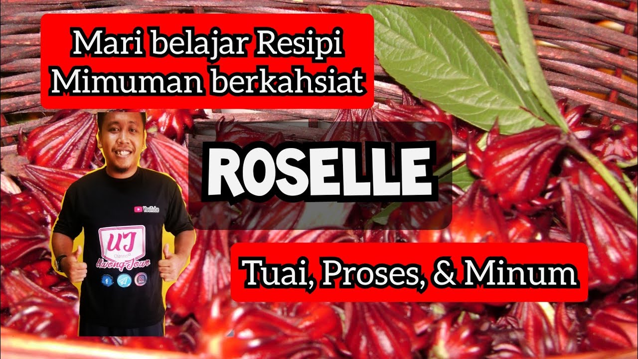 [ SANTAI ] Tuai Roselle & Cara buat air Roselle - YouTube