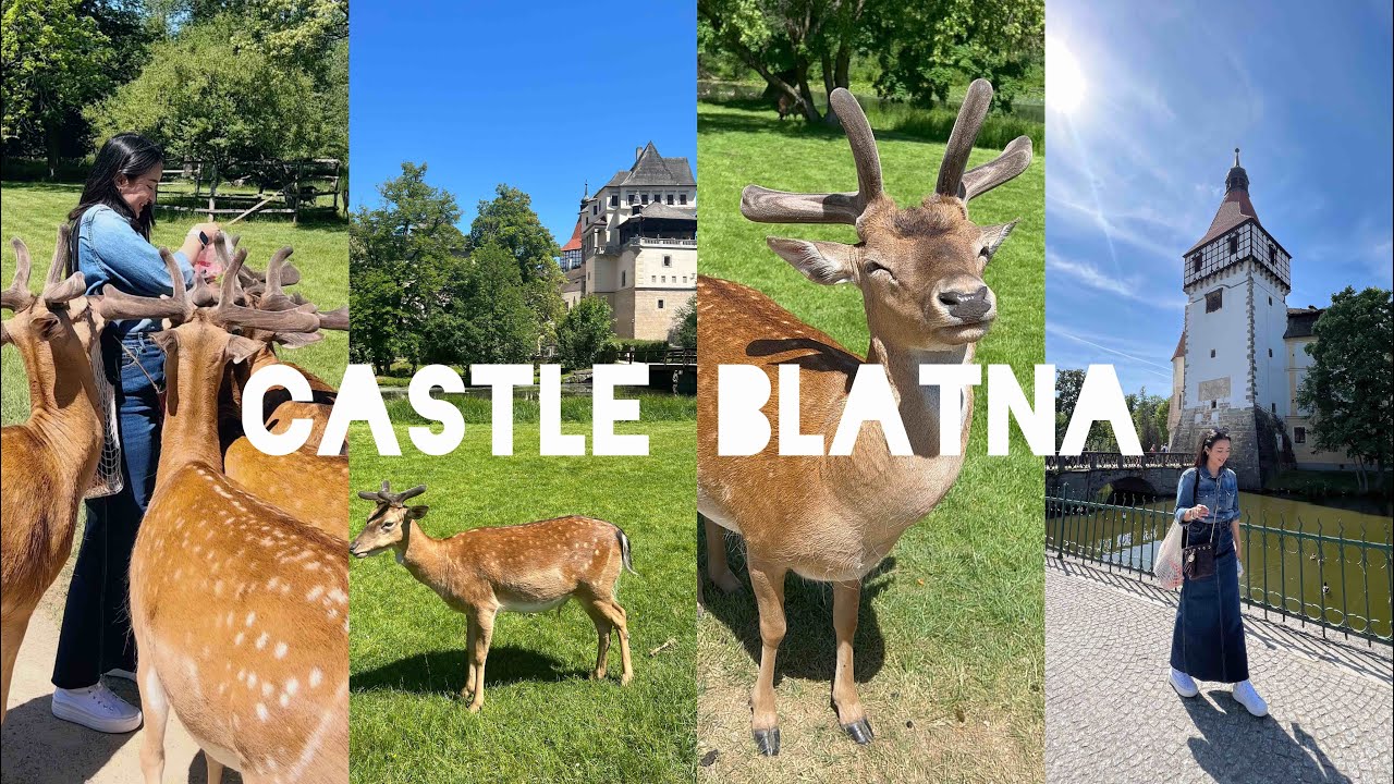 The nature & the Deers🦌🥕| Su Lin Shein-စုလင်းရှိန် - YouTube