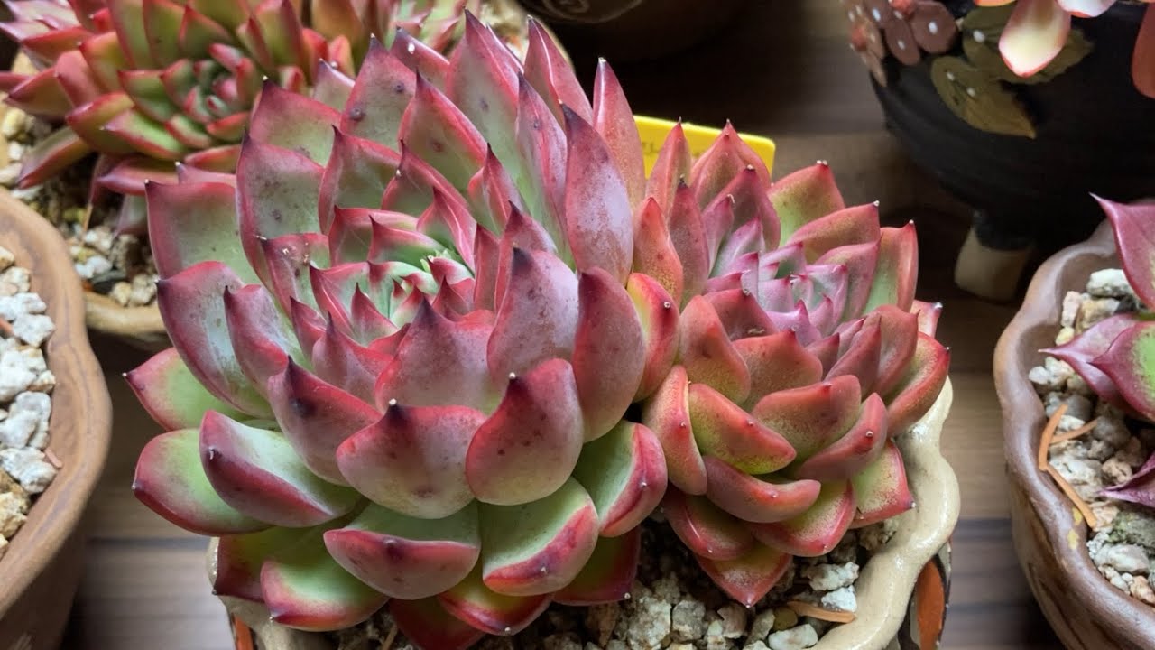 파이어필라가 생장등 아래서 너무 이쁘게 물들었어요 이쁜애들 한상 가득 차려 놨네요 색감이 이쁜 앙블리 슈퍼클론 씨플러스