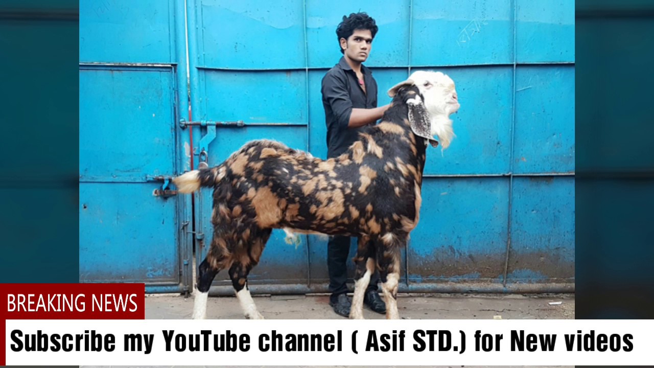 my Goats Photos #STAR GOATS FARM Mumbai Maharashtra - YouTube