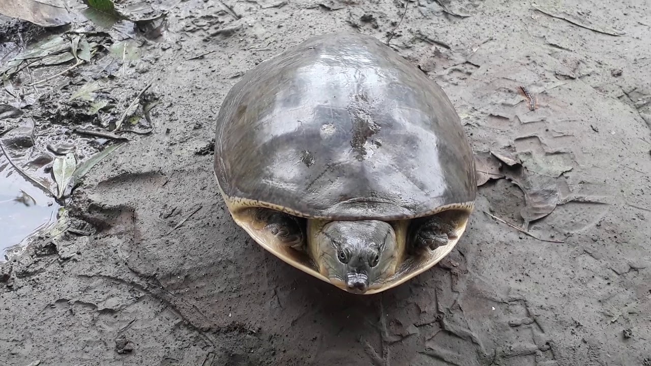 Turtle found in farm - YouTube
