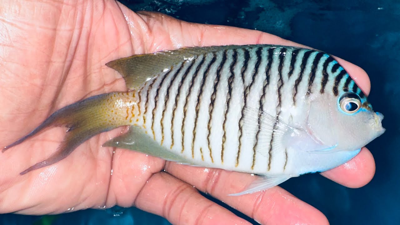 Zebra (Swallowtail) Angelfish quartet (1M/3F)!!! - YouTube