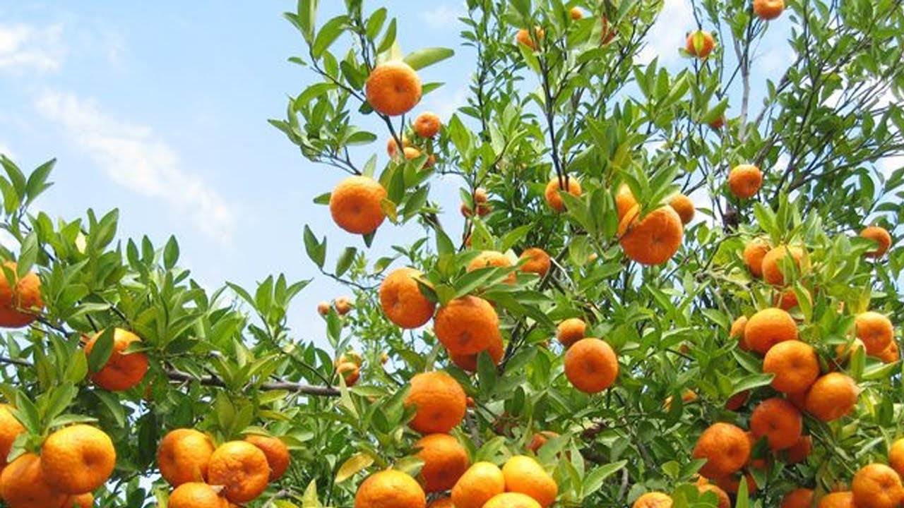 orange garden | orange farming in pakistan | citrus farming in pakistan ...