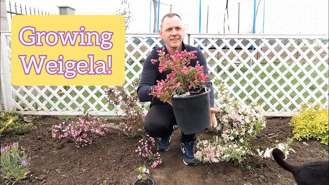 How to grow and care for Weigela bushes! - YouTube