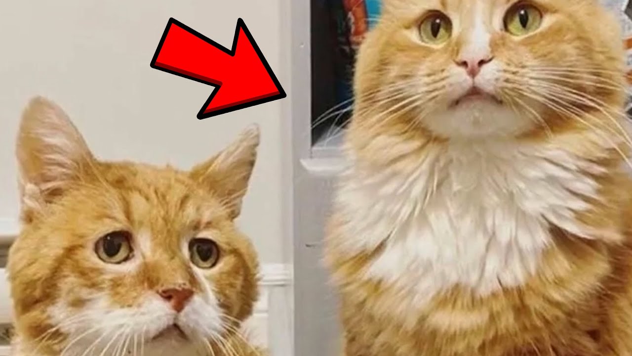 A street red three-legged cat returned to the house where he felt loved ...