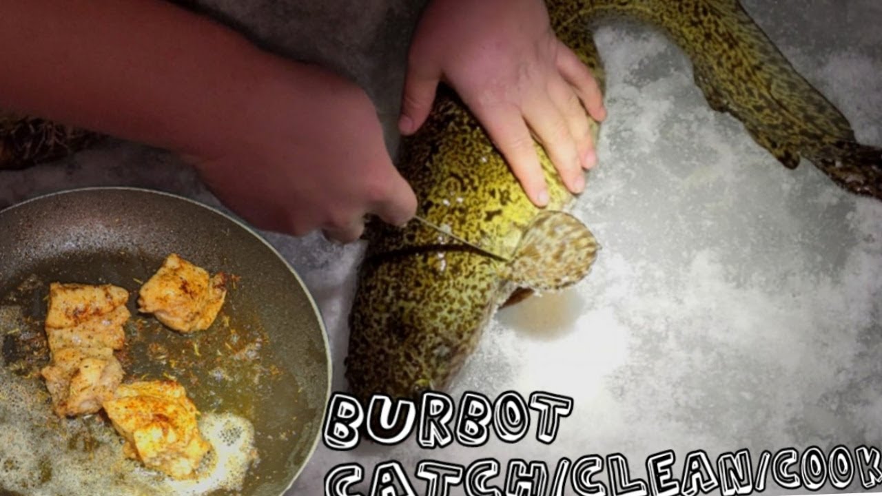 On the Ice - Burbot Catch/Clean/Cook - YouTube