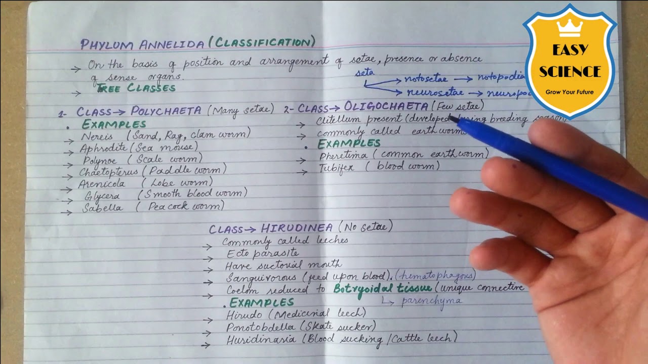 Classification of Annelids | setae and chaetae | Diversity Among ...