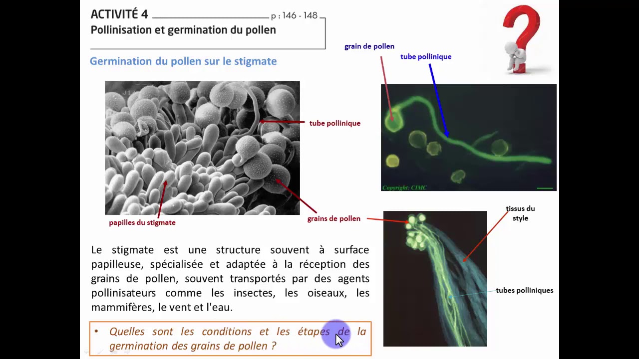 La germination du pollen et double fécondation des Angiospermes - YouTube