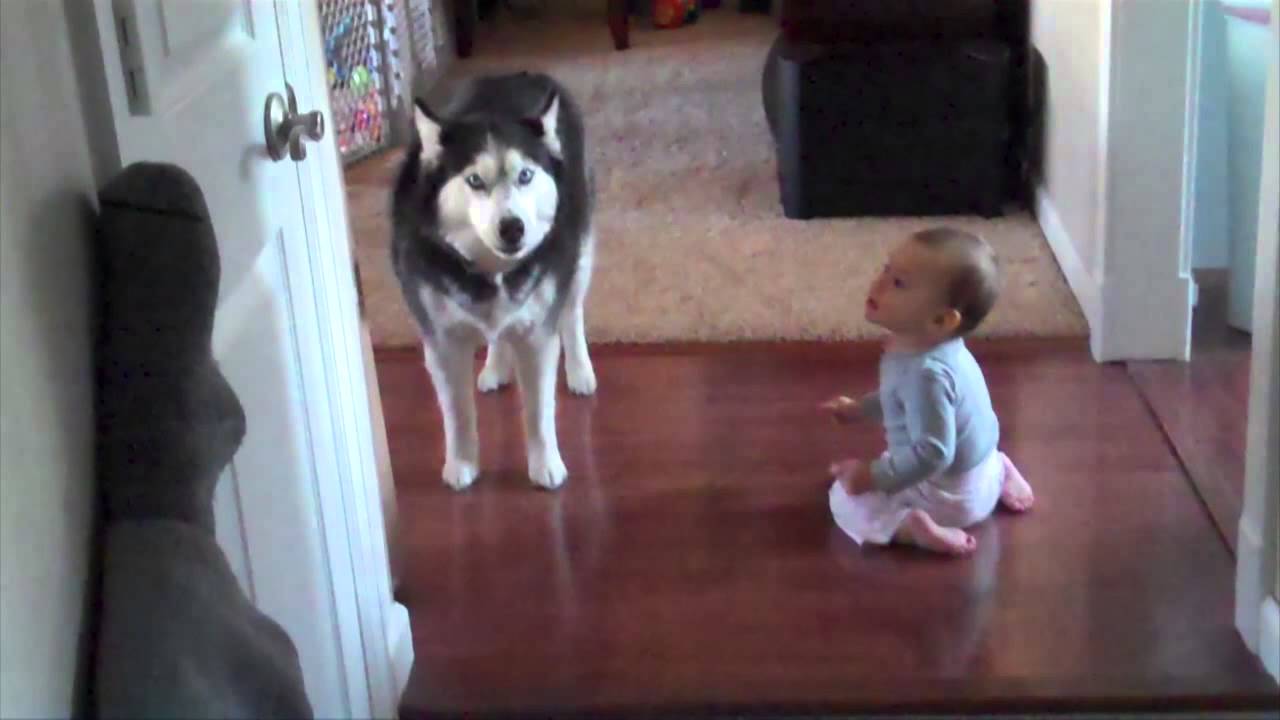 Husky Dog Mimics Baby's Babble - YouTube