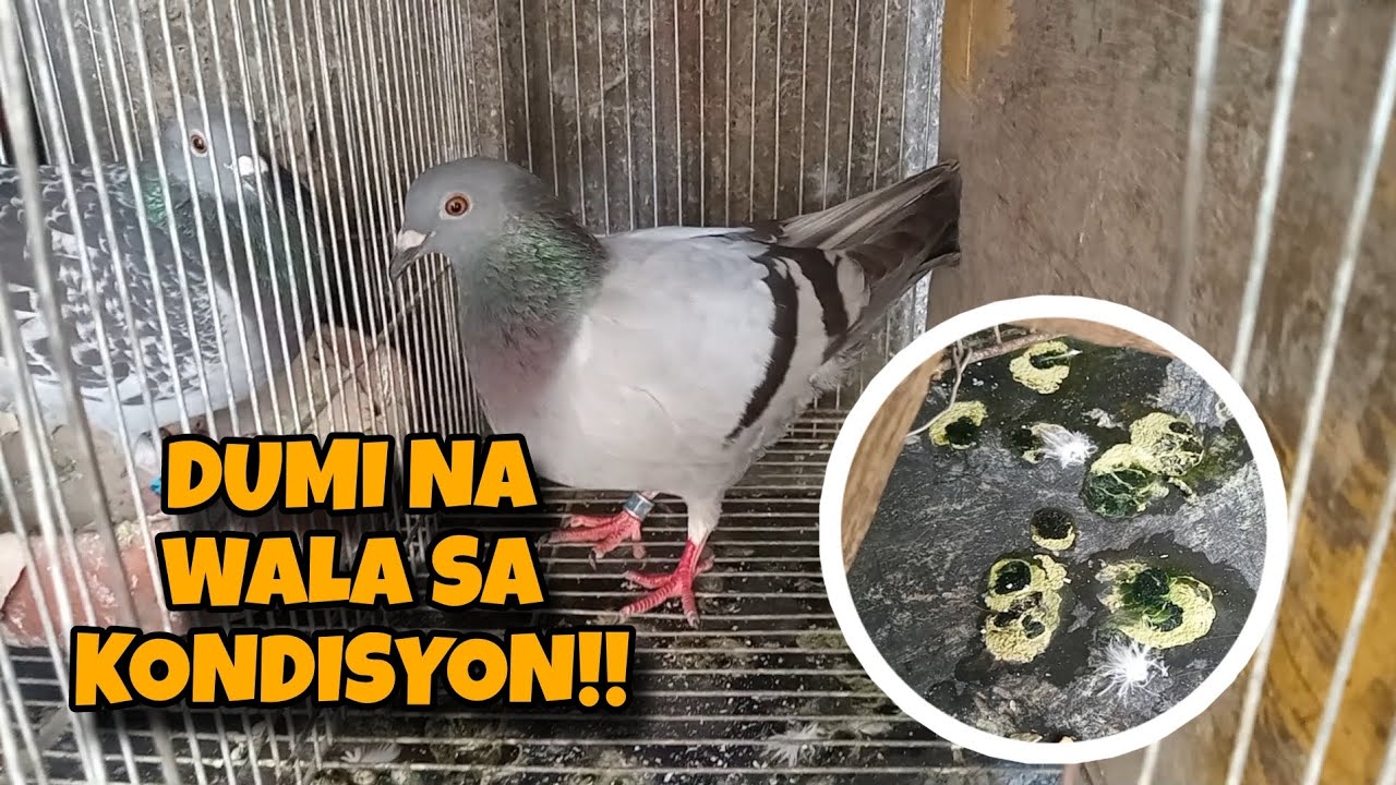 Ganito ang Dumi ng Kalapati na may sakit - YouTube