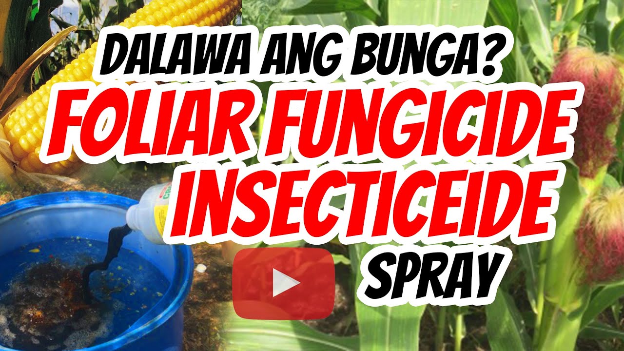 SPRAY FOLIAR / Insecticide and Fungicide sa ating MAISAN - YouTube