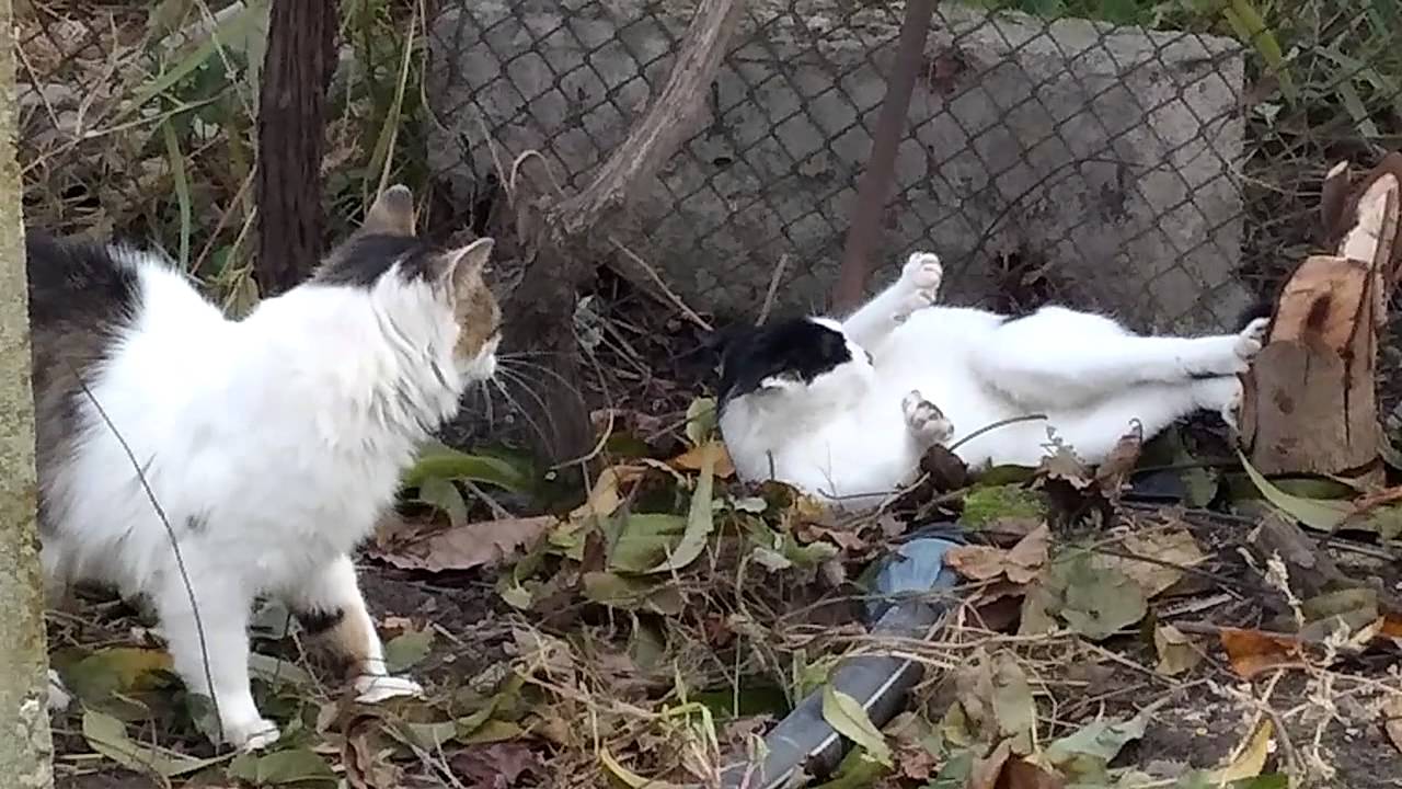 Cats Fight - YouTube