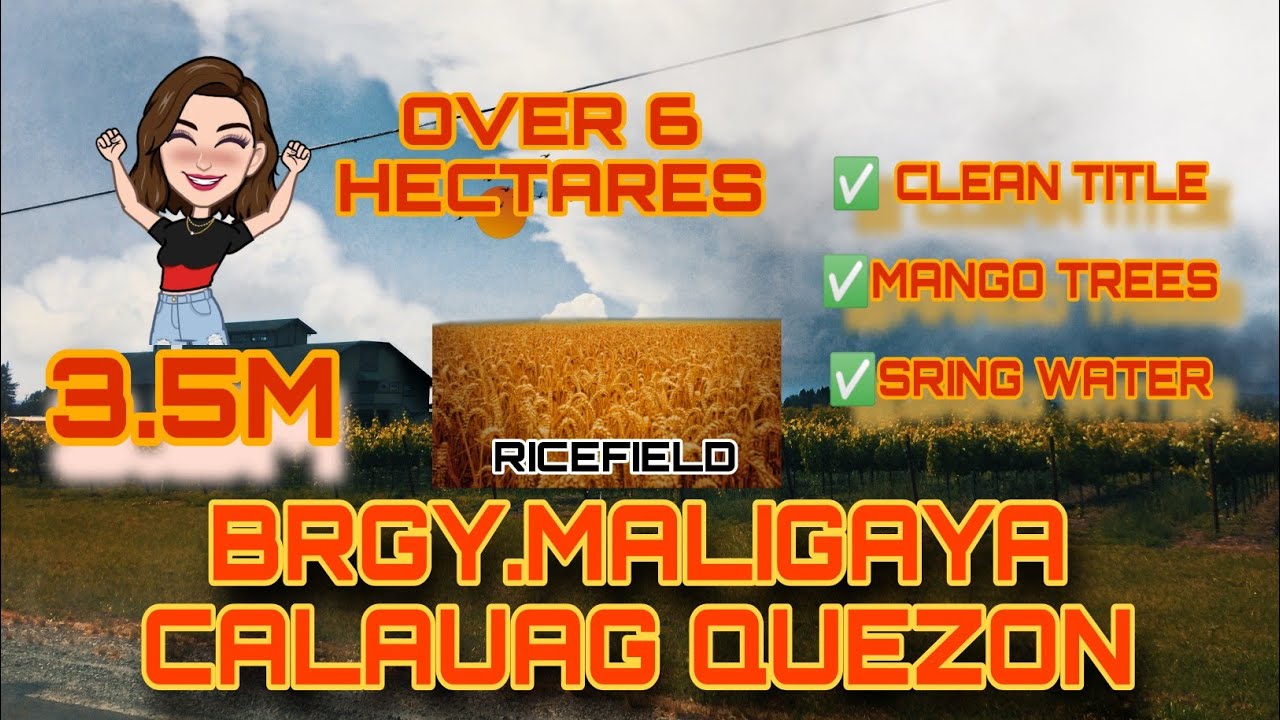 palayan 6.5hectares with right of way caLauag quezon brgy maligaya 3.5M ...