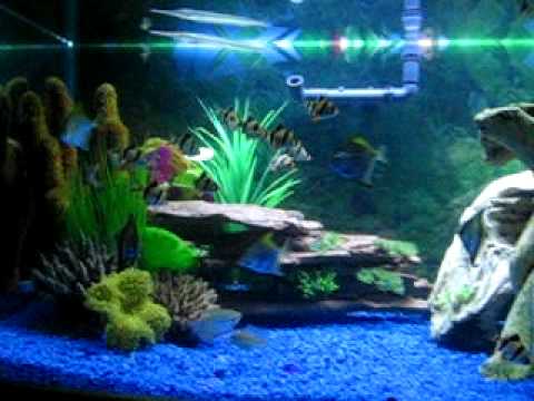 brackish aquarium fish freshwater tank - YouTube