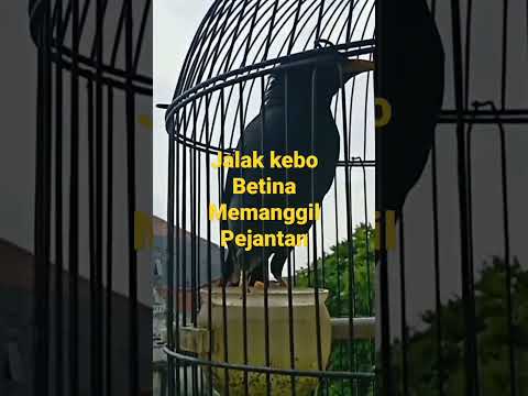Jalak kebo Betina Memanggil Jantan@DJEtoy