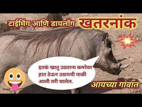 Dukkar Comedy,Cat Funny Videos, Laxmikant Bhise New Video,Animal Funny ...