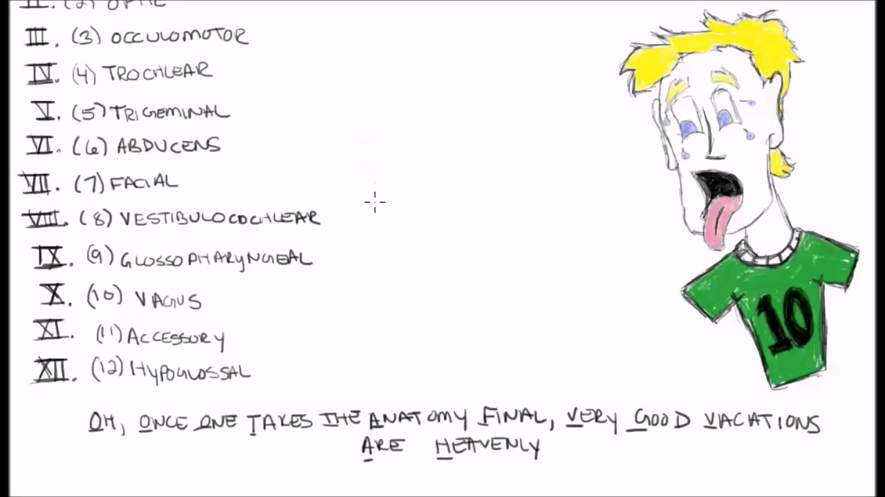 Studying the 12 Cranial Nerves - YouTube
