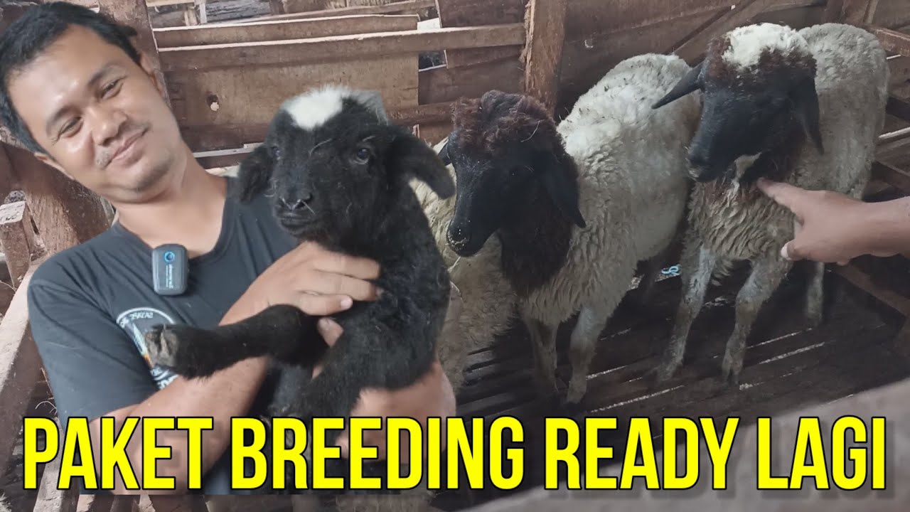 PAKET BREEDING EKONOMIS READY LAGI | ADA CROSS DORPER, AWASSI, MERINO ...