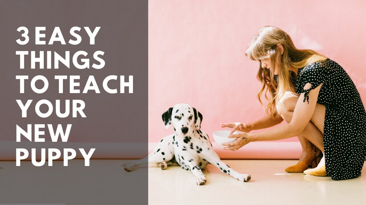 3 Easy Things To Teach Your New Puppy Training Dog At Home YouTube 3 Easy Things To Teach Your New Puppy Training Dog At Home YouTube