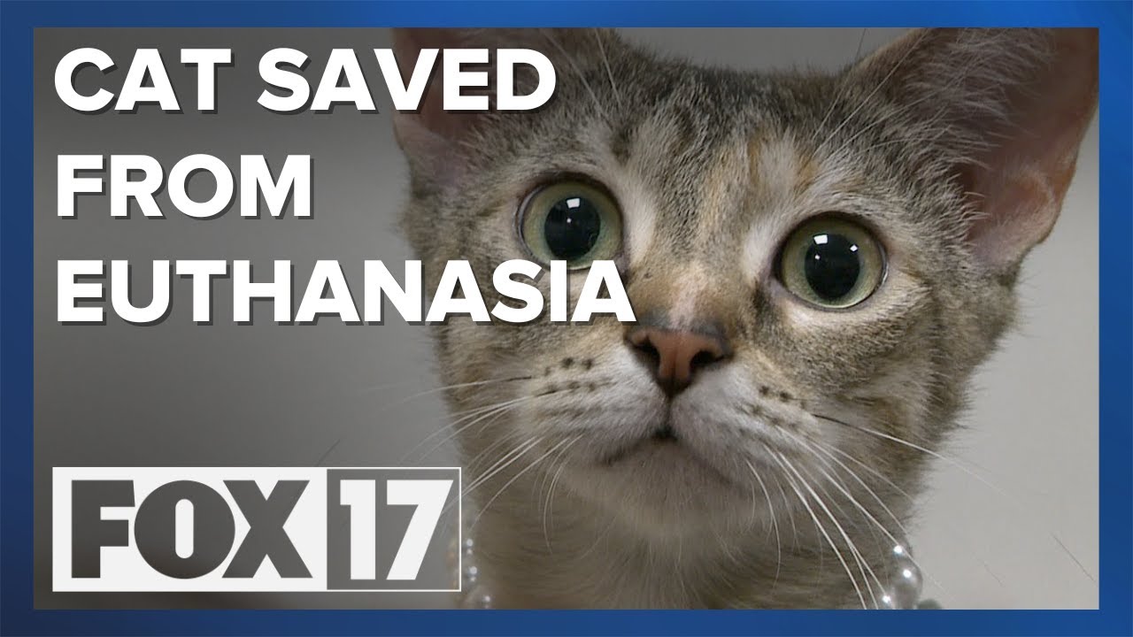 Rescue steps in after woman tries to euthanize adopted cat - YouTube