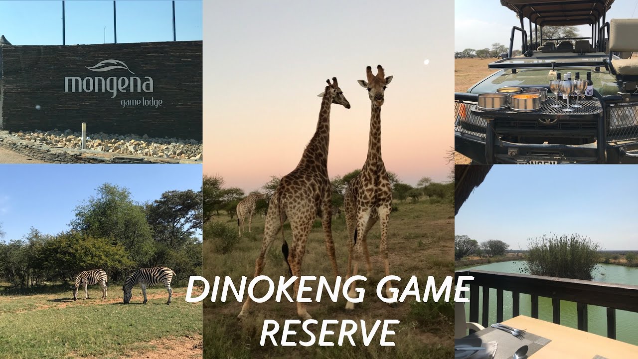 DINOKENG GAME RESERVE | GAME DRIVES | SUNDOWNERS | SOUTH AFRICAN ...
