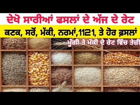 today's rates all crops/ਦੇਖੋ ਕਣਕ, ਮੱਕੀ, ਮੂੰਗੀ,1121,ਨਰਮਾ ਤੇ ਹੋਰ ਫ਼ਸਲਾਂ ...