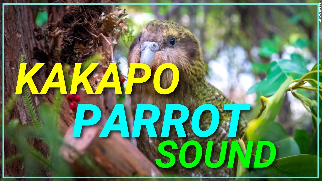 How a Kakapo Parrot Sound? | Male Call | Bird | Nature Natural Planet ...