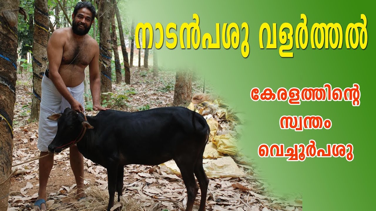 VECHOOR COW l COW FARMING IN KERALA l NADAN PASHU VALARTHAL l നാടൻ പശു ...