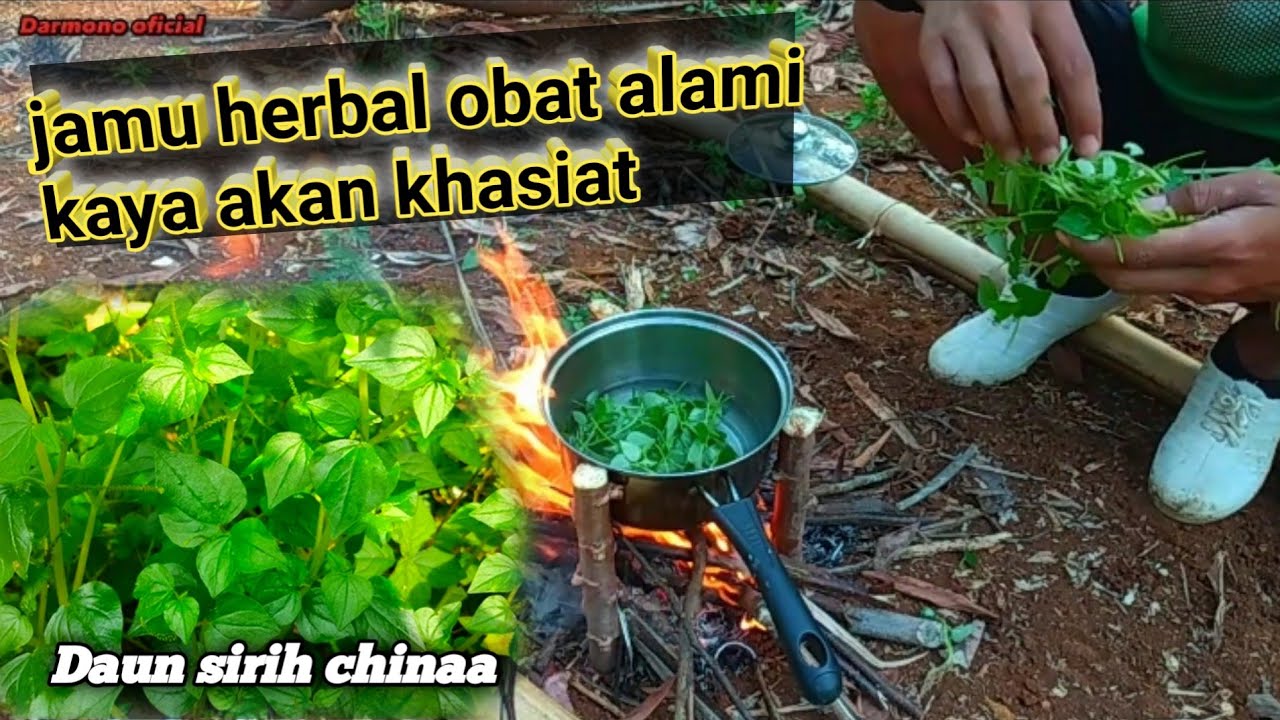 Meracik jamu herbal dari tanaman liar !!! - YouTube