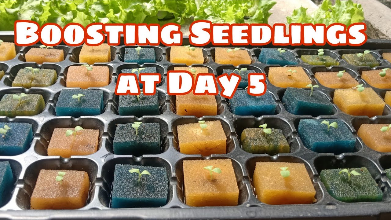 5 Days after sowing. Boosting Seedlings at Day 5. Olmetie Lettuce ...