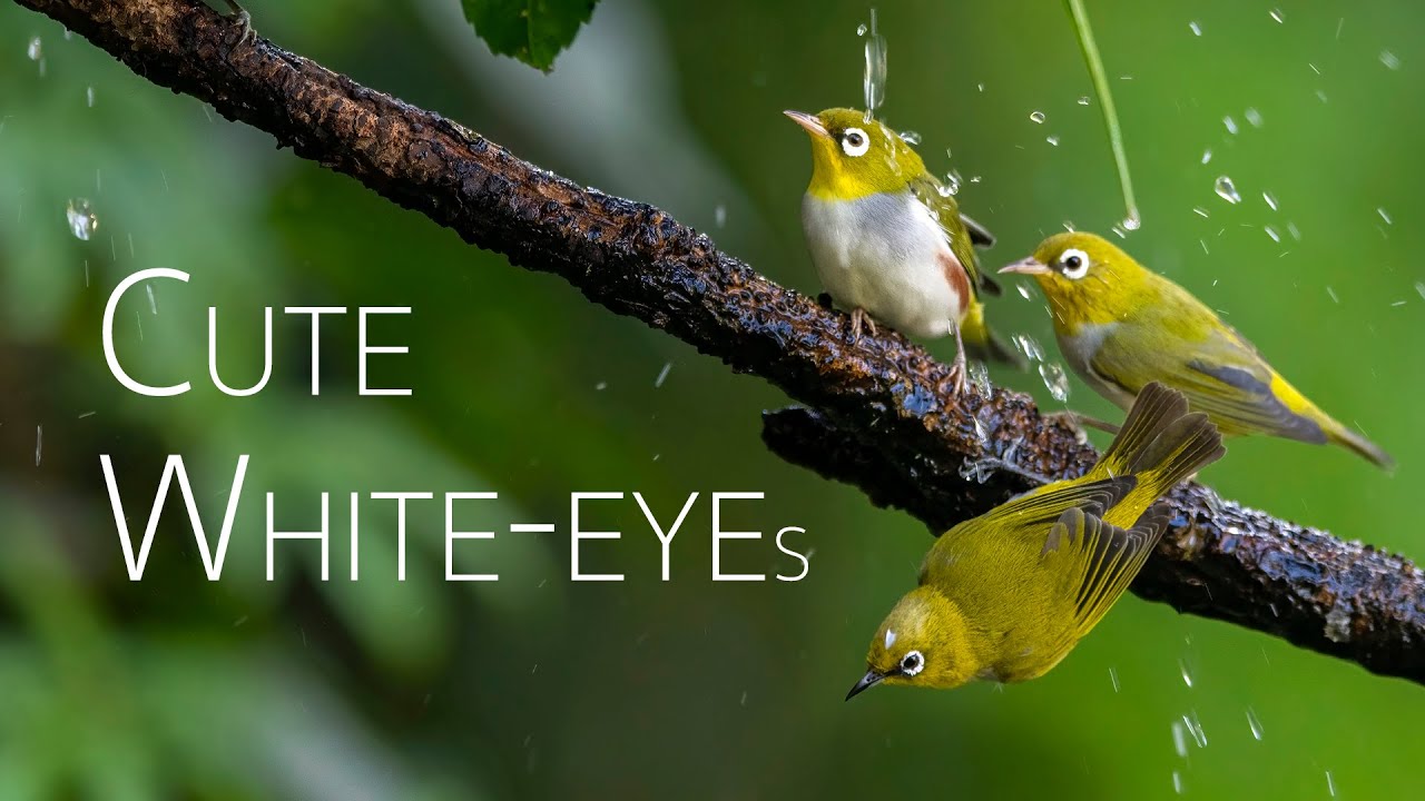 Birds of Yunnan. Cute White-eye Special | Birding in China - YouTube