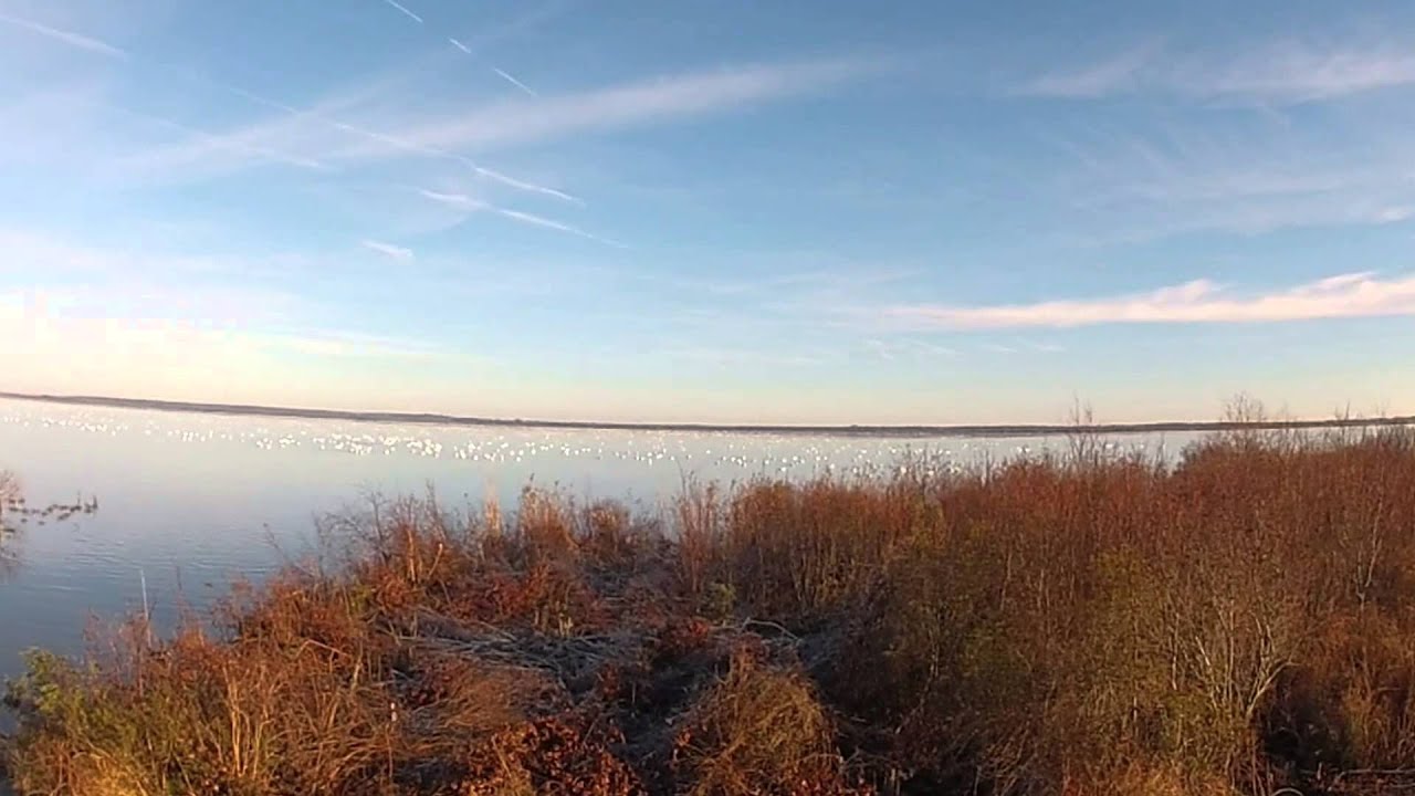 Tundra Swans on Pungo Lake - YouTube