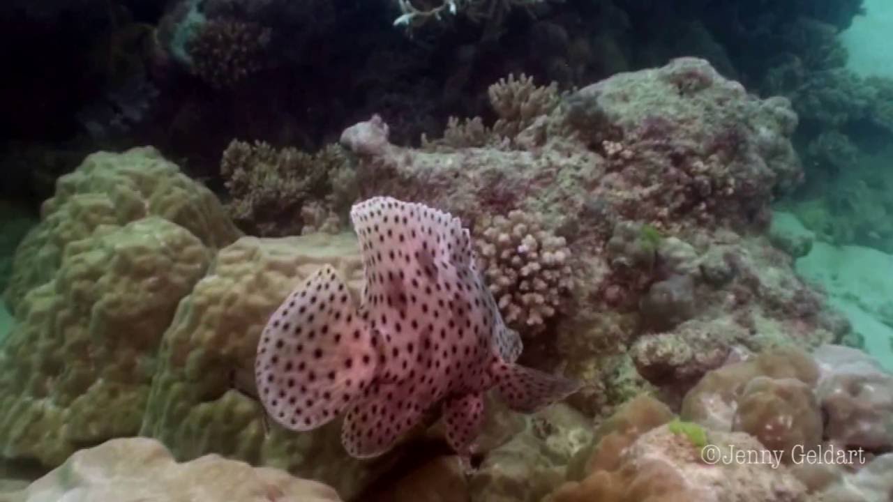 Barramundi Cod, Chromileptes altivelis - YouTube