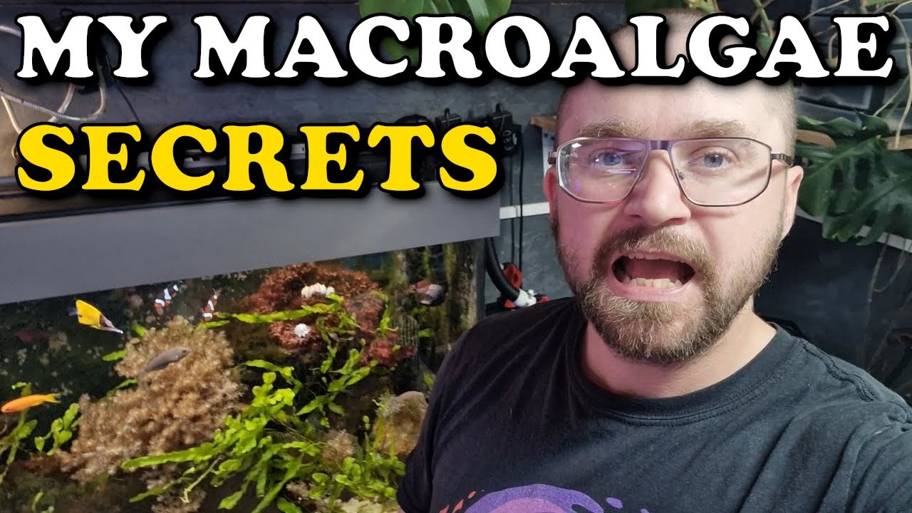 Growing Macroalgae In A Reef Tank EVERYTHING You Need To Know - YouTube