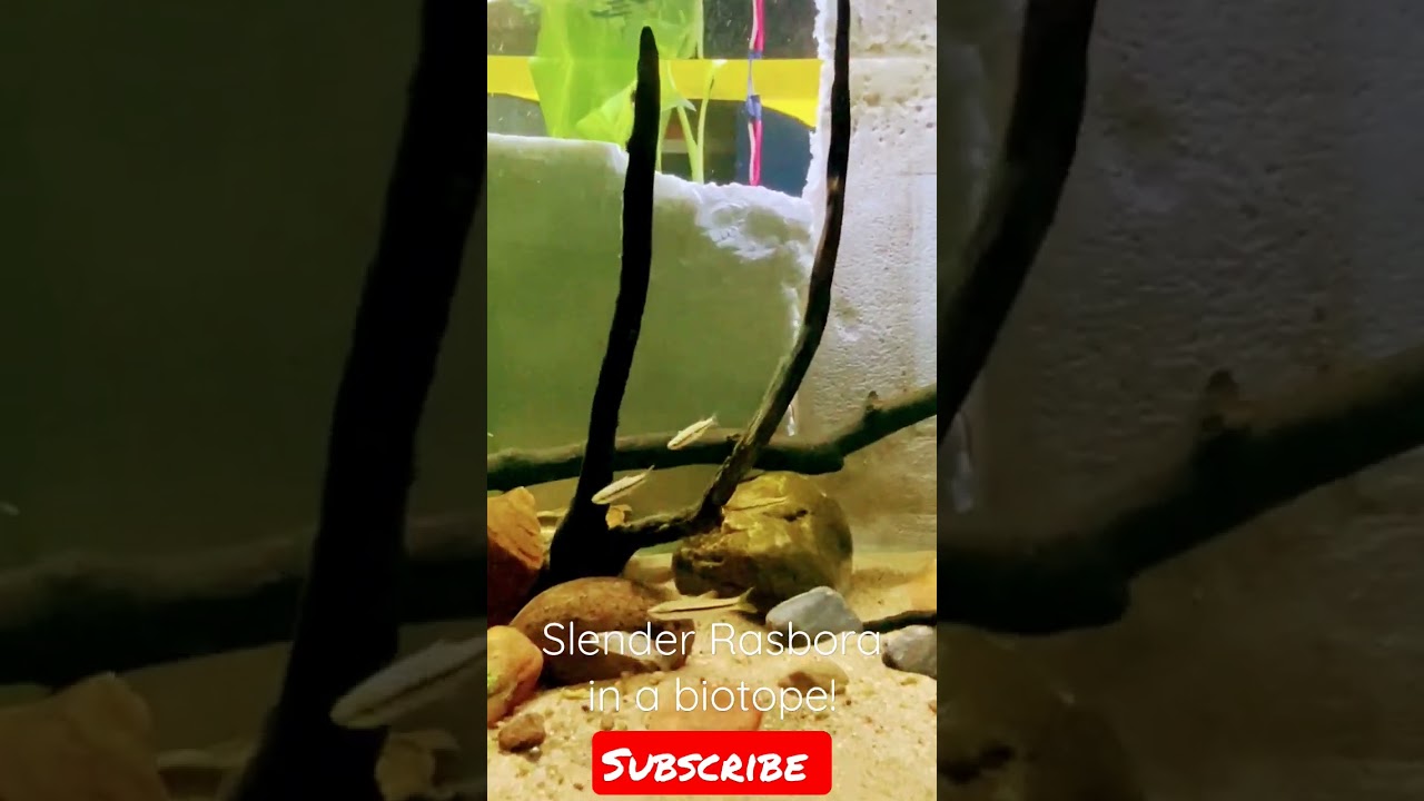 Slender Rasbora in a biotope. Indian Fish Nativebiotope. #fishtank # ...