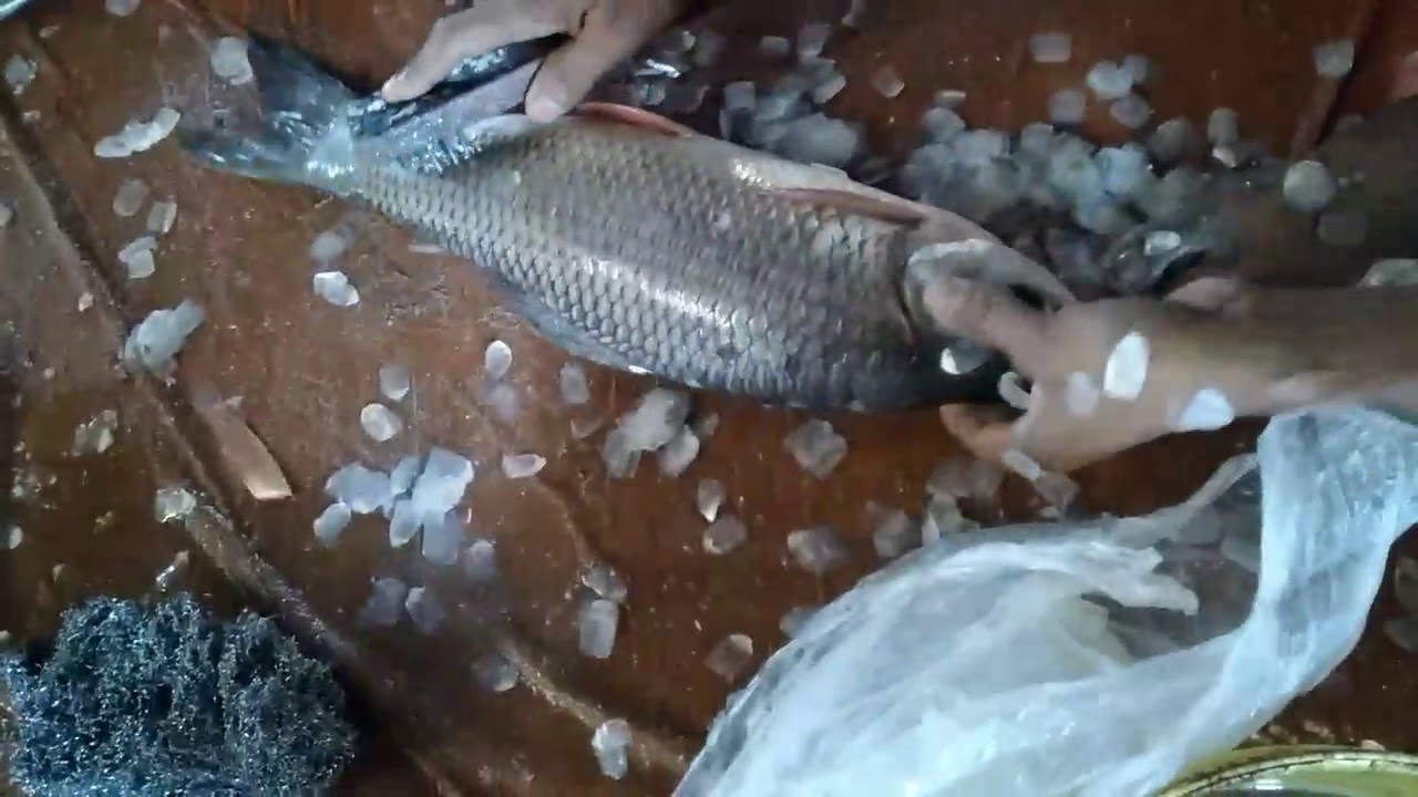 Amazing katla fish cutting skills live in fish market-fillet big fish ...