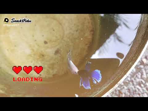 Cupang Lagi Ciuman Bibir