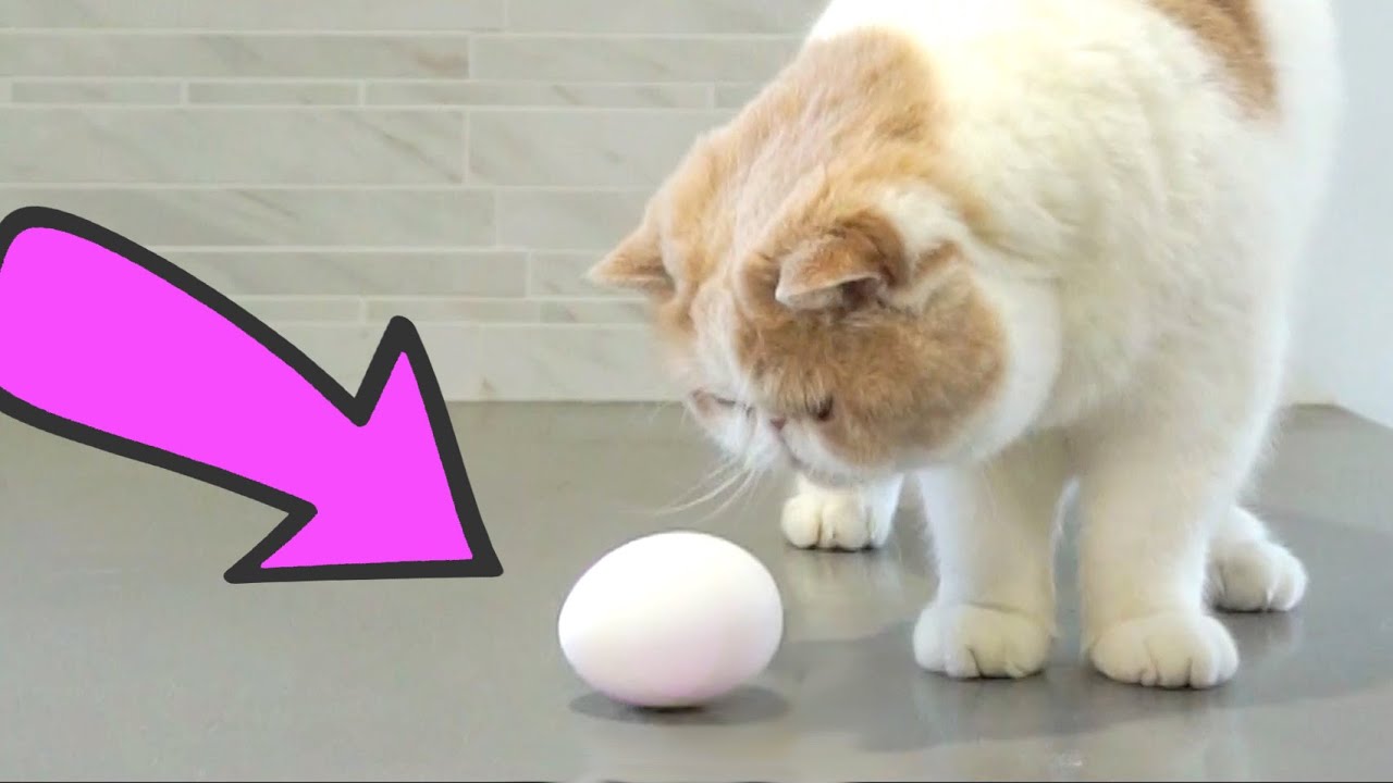 Cat Sitting on Egg Trick - YouTube