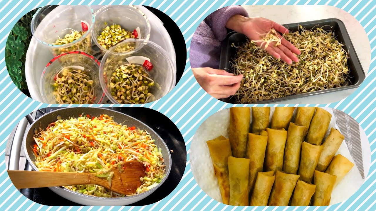 How to grow bean sprout & how to prepare bean sprout spring rolls - YouTube