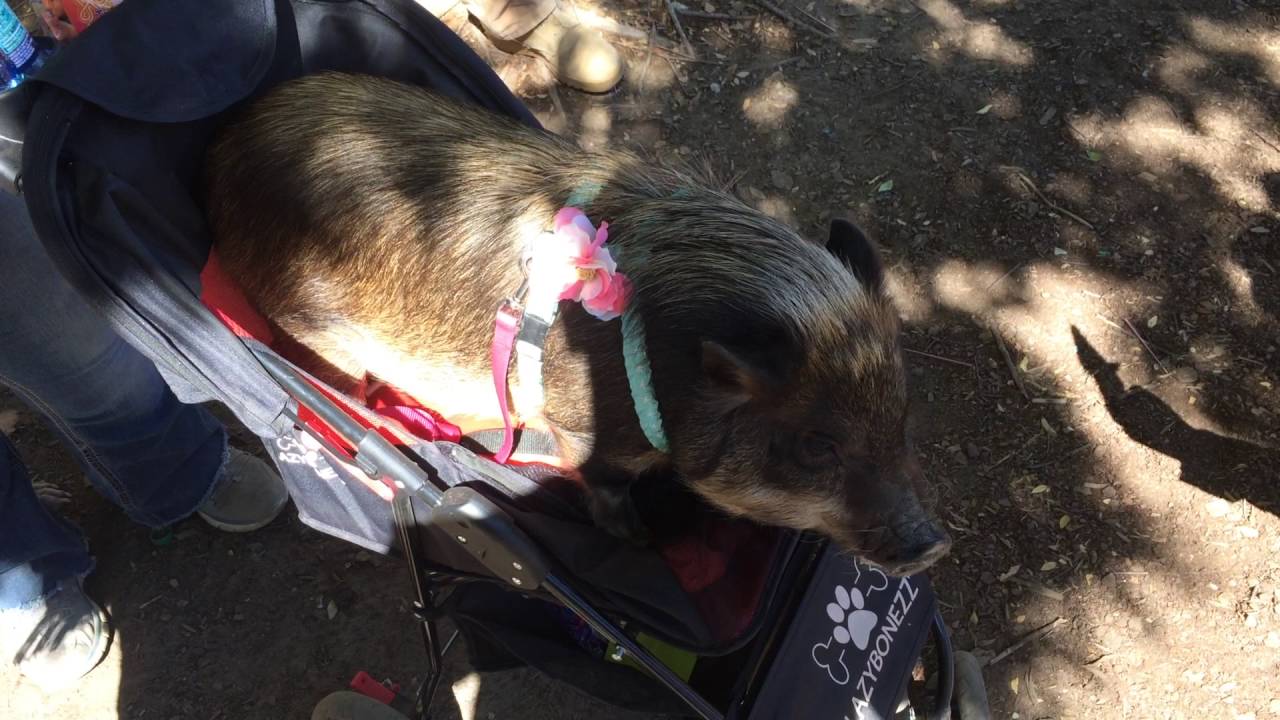 Pet Pig In Stroller! - YouTube