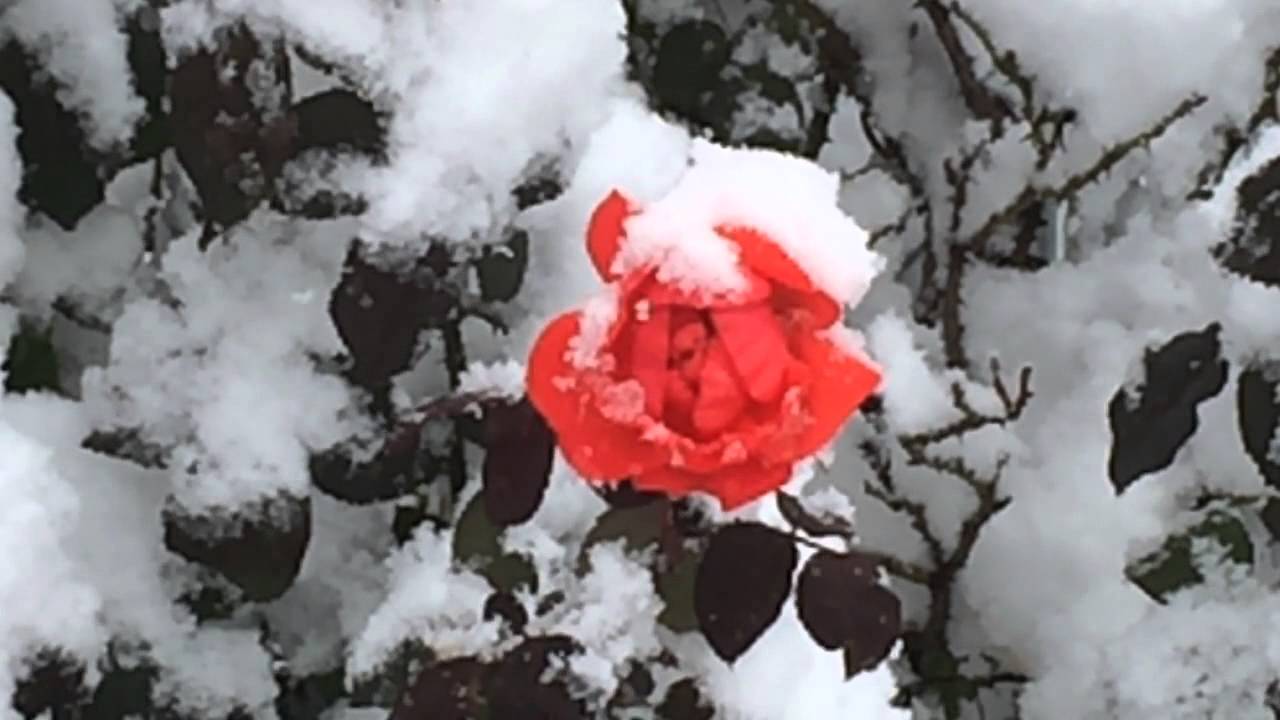 A Rose in the Snow - YouTube